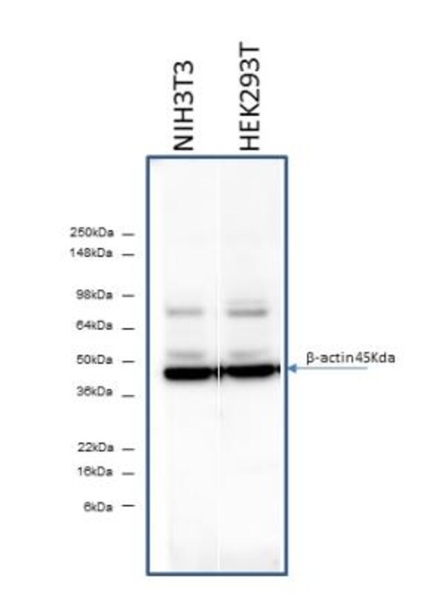 BETA-ACTIN (AC-15) - 0.1 ML
